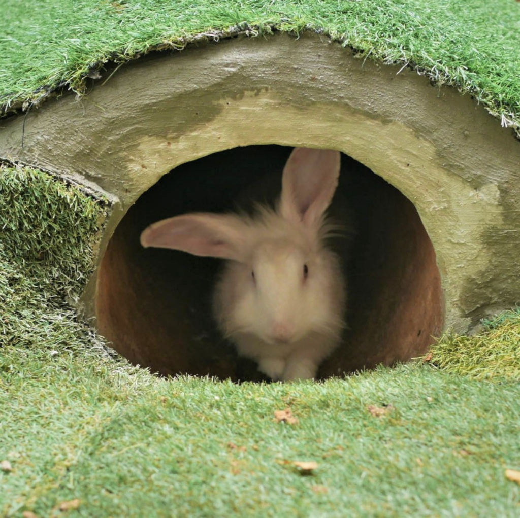 Writing a Dissertation: Don’t Fall Down the ‘Rabbit Hole’ of Theory ...